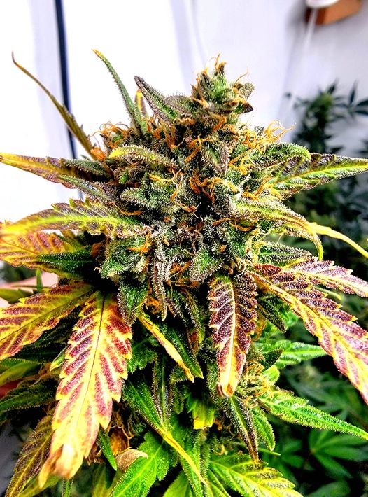 Grand Daddy Purple Auto - LAB GRADE SEEDS
