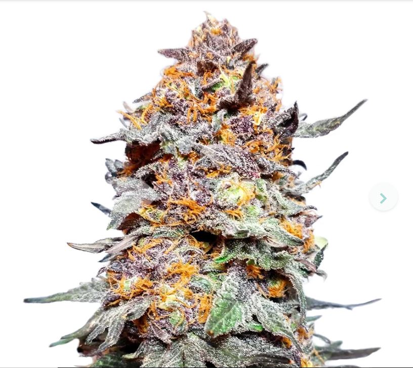 Grand Daddy Purple Auto - NUKEHEADS GENETICS