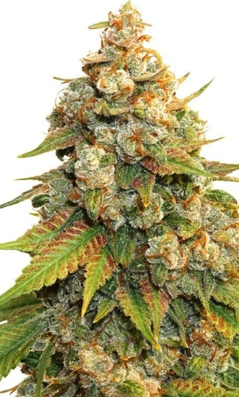Lemon Haze - PHOTO - NUKEHEADS GENETICS