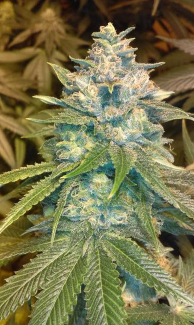 PHOTO - GOJI OG - NUKEHEADS GENETICS